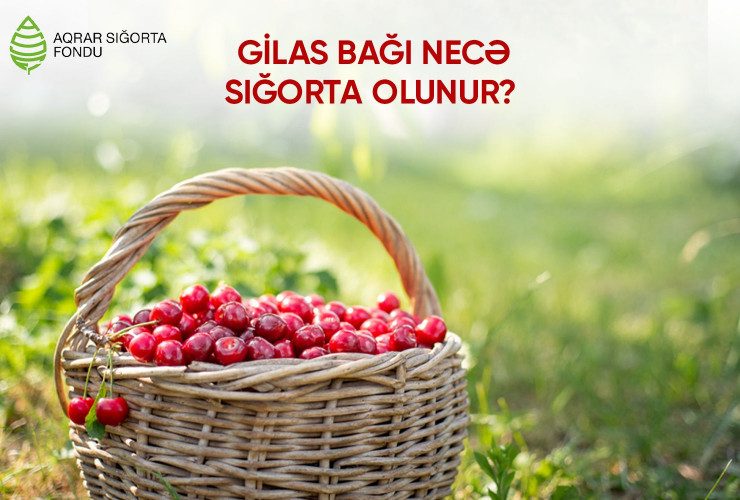 Gilas bağı necə sığorta olunur? - KTN